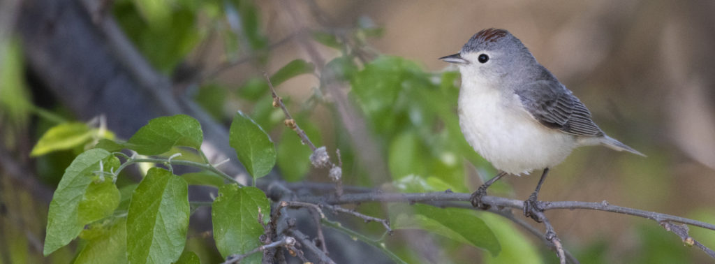 About Friends of Rio Vista – Friends of Rio Vista